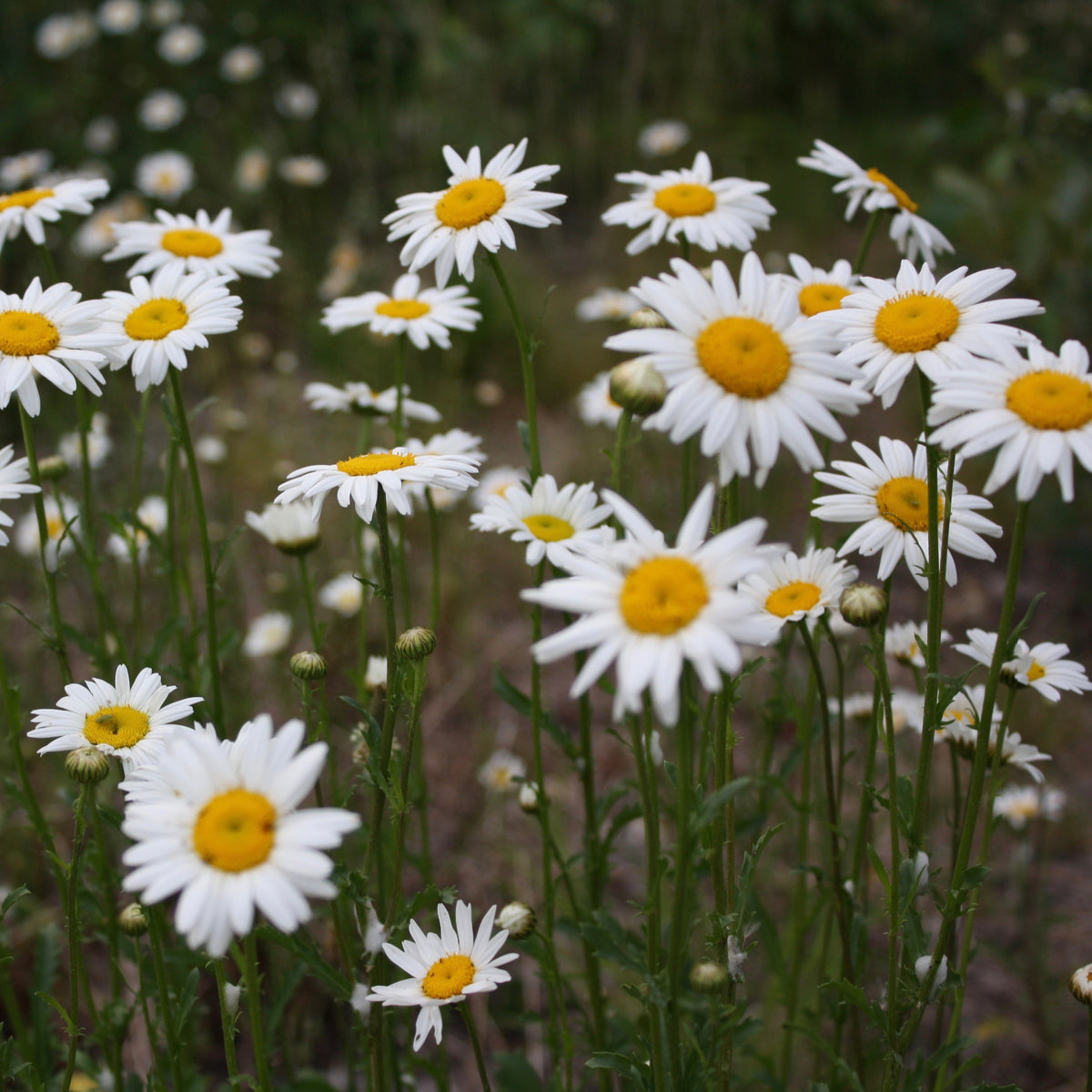 Pressed Daisy Framed Wall Art and Organic Jewellery – Pressed Wishes