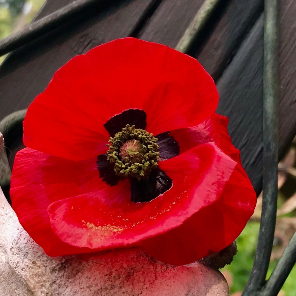 Real Pressed Red Flander's Poppy Framed Picture Home Decor Collection ...