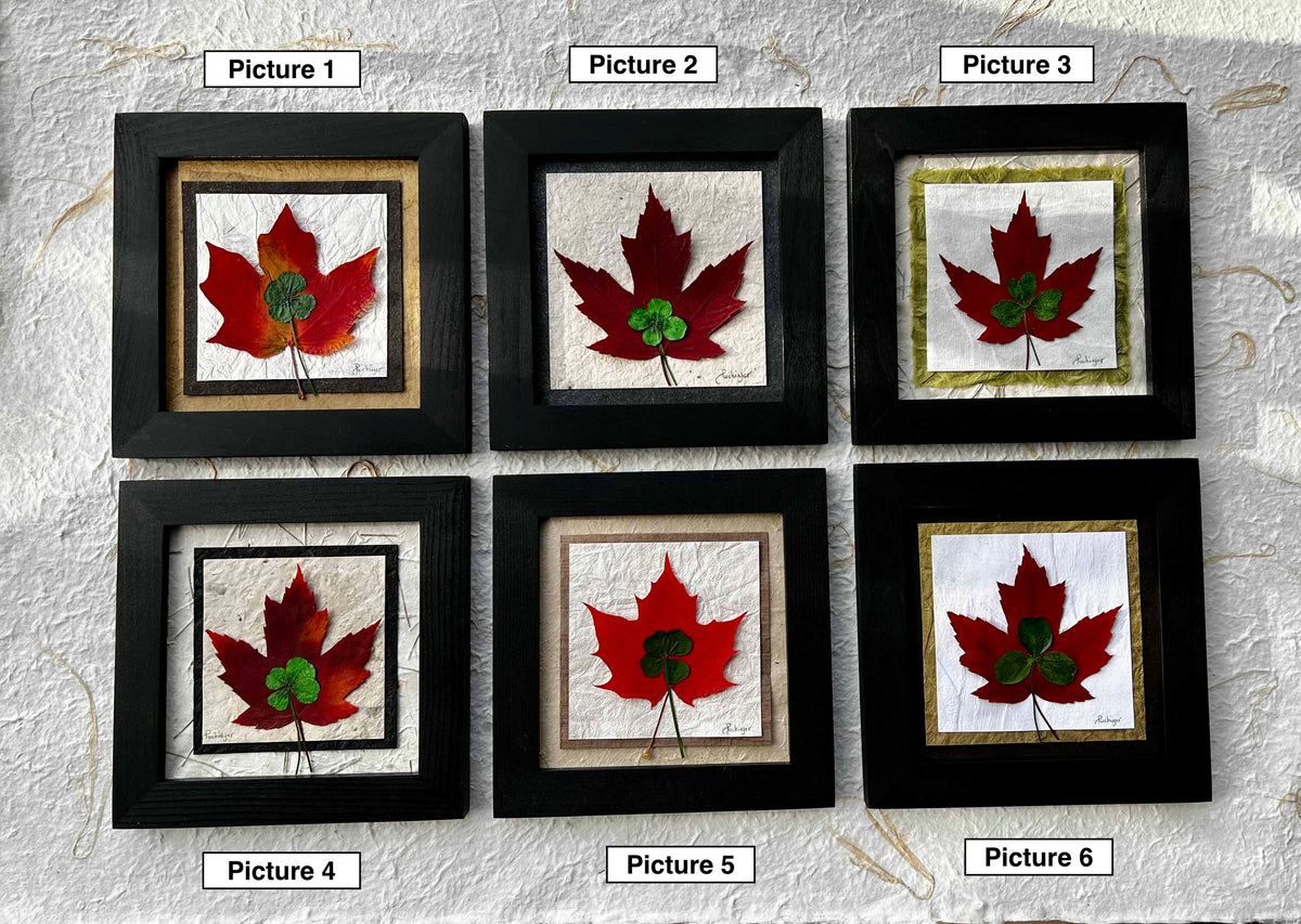 Real Pressed Maple Leaf and Shamrock Framed Picture Wall Art – Pressed ...