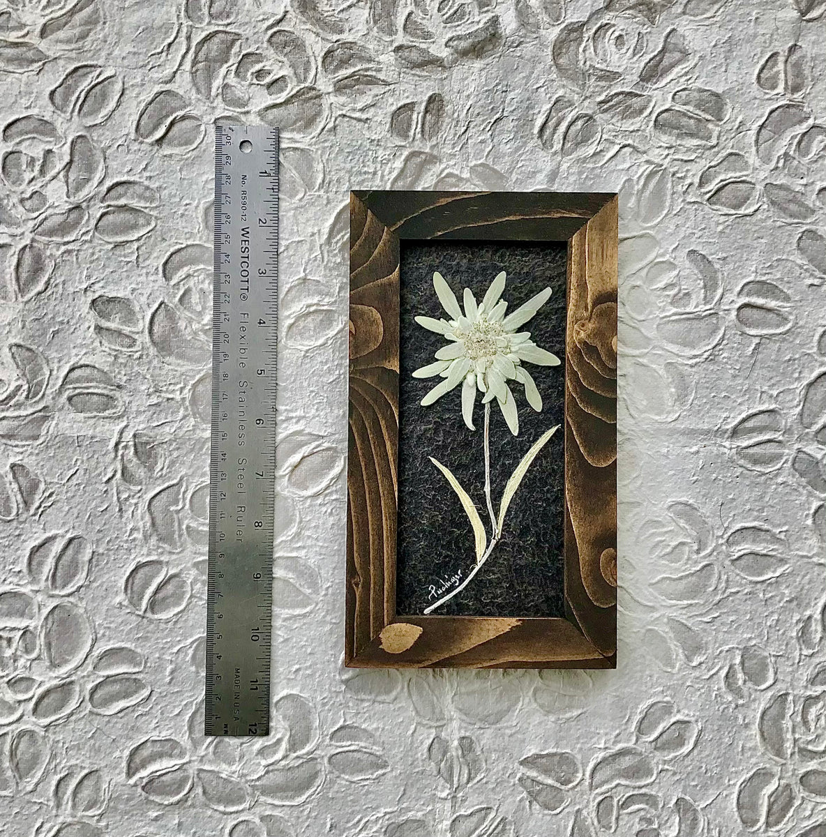 Pressed Edelweiss Framed Picture By Pressed Wishes