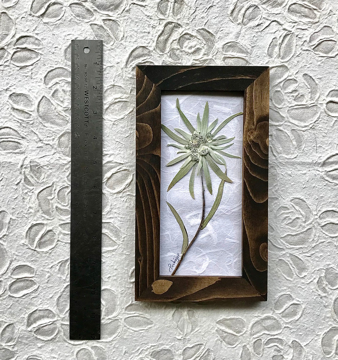 Pressed Edelweiss Framed Picture By Pressed Wishes