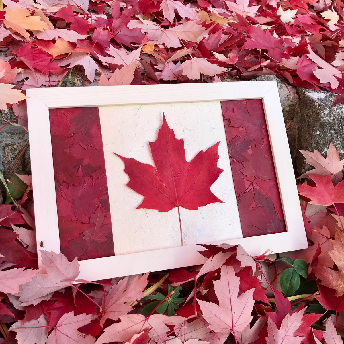 Real Pressed Maple Leaf Canadian Flag Collage by Pressed Wishes