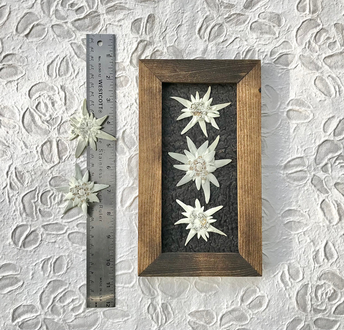 Pressed Edelweiss Framed Picture By Pressed Wishes